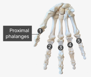 Bone Png - Real Bone Png - Free Transparent PNG Download - PNGkey