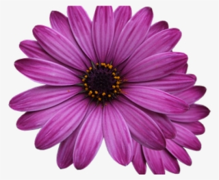 Single Flower Png - Single Flower Transparent Background - Free ...