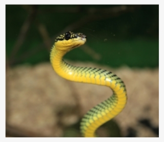 Standing Snake - Free Transparent PNG Download - PNGkey