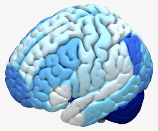 Brainnetome - Mni Brain - Free Transparent PNG Download - PNGkey