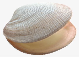 Shell Clipart Clam - Clam Shell Png - Free Transparent PNG Download ...
