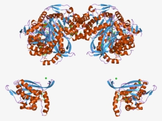 Haemoglobin 3d Ribbons - Haemoglobin 3d Structure - Free Transparent ...