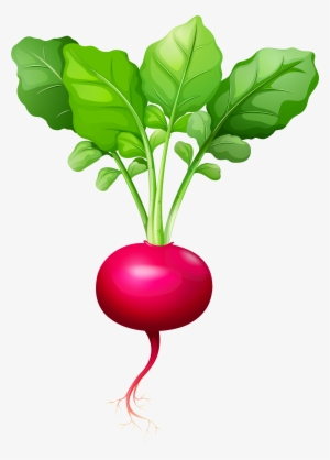 White Radish Png - Mula Vegetables - Free Transparent PNG Download - PNGkey