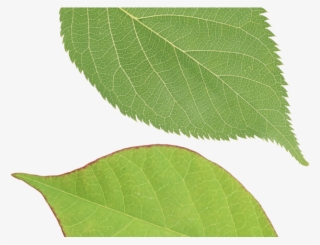 Green Leaves Clipart One Leaf - Free Transparent PNG Download - PNGkey