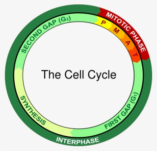 Prophase Of Mitosis - Free Transparent PNG Download - PNGkey