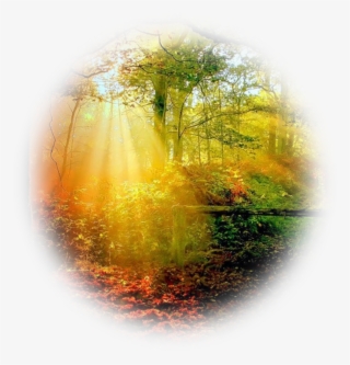 Forest Background PNG, Transparent Forest Background PNG Image Free ...