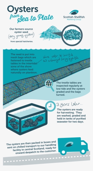 Scottish Shellfish - Brochure - Free Transparent PNG Download - PNGkey