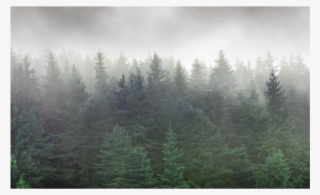 Forest Freetoedit - Tree Line - Free Transparent PNG Download - PNGkey