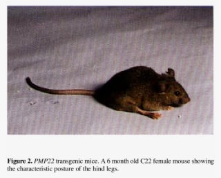 Mice Mouse Brown Clipart Mouse Pet Mouse - Cartoon Mouse - Free ...