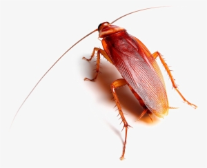 Roach Transparent Images - Roach Png - Free Transparent PNG Download ...
