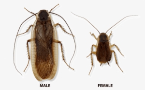 Pennsylvania Wood Cockroach - Wood Cockroach Male Female - Free ...