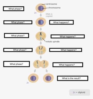 Phases Of Mitosis Mitosis Biology Article Khan Academy - Mitosis ...