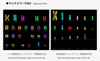 Analysis Example - Graphic Design - Free Transparent PNG Download - PNGkey