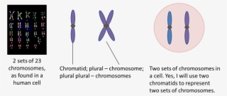 Two Sets Of Chromosomes - Chromosomes - Free Transparent PNG Download ...