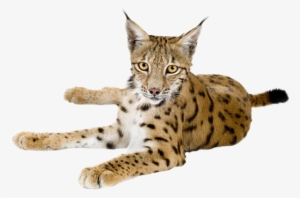 Steel Lynx - Lynx Logo Free - Free Transparent PNG Download - PNGkey