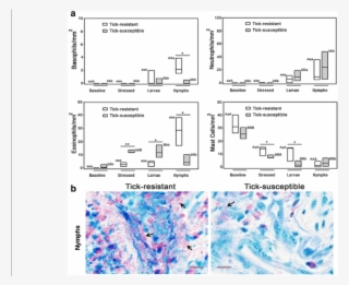 Leukocytes Characterization In Tick Infested Skins - Diagram - Free ...