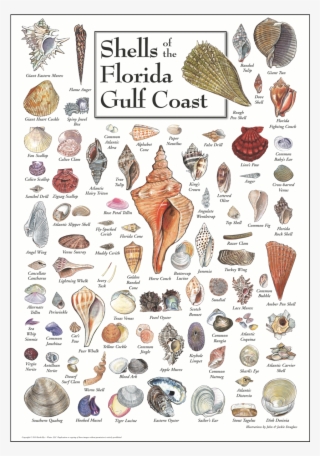 Shells Of Florida's Gulf Coast Poster - Florida Gulf Seashell ...