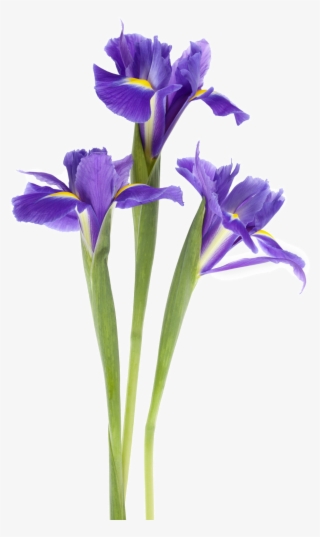Iris-transparent - Iris Transparent - Free Transparent PNG Download ...
