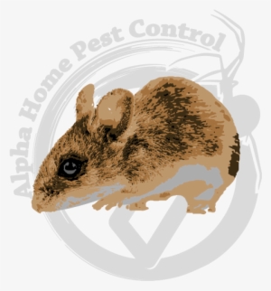 Deer Mice Image Gallery - Deer Mice - Free Transparent PNG Download ...