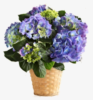 Hydrangea PNG, Transparent Hydrangea PNG Image Free Download - PNGkey