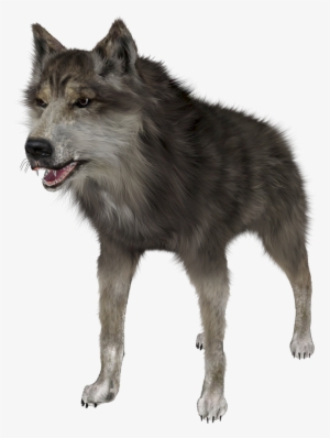 Wolf Png Image - Wolf Png - Free Transparent PNG Download - PNGkey