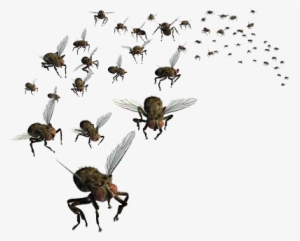 Flies Png Pic - Swarm Of Flies Png - Free Transparent PNG Download - PNGkey