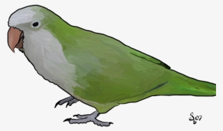 Drawn Lovebird Transparent - Draw Quaker Parrot - Free Transparent PNG ...