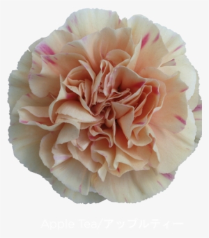 Carnation - Pink Carnation Flower Seeds - Free Transparent PNG Download ...
