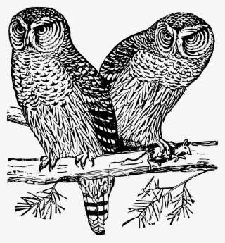 Big Image - Owls Outline - Free Transparent PNG Download - PNGkey