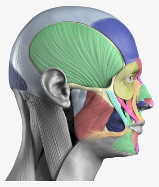 Human Anatomy Reference Images And Interactive - Illustration - Free ...