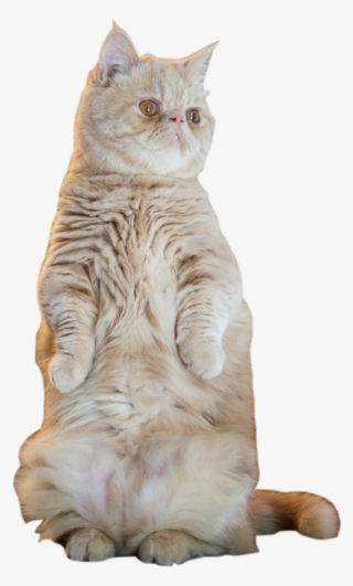 Chii Cat Png - Chi's Sweet Home Png - Free Transparent PNG Download ...