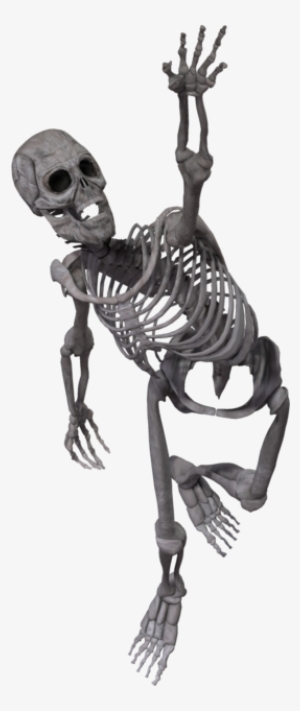 Skeleton PNG, Transparent Skeleton PNG Image Free Download - PNGkey