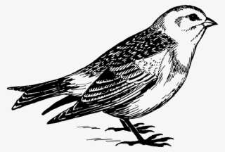 1111 X 750 2 - Snowbird Drawing - Free Transparent PNG Download - PNGkey
