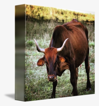 Texas Longhorn English Ox - Bull - Free Transparent PNG Download - PNGkey