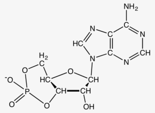 Cyclic Amp Structure - Free Transparent PNG Download - PNGkey
