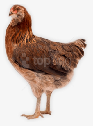 Free Png Images - Chicken With Clear Background - Free Transparent PNG ...