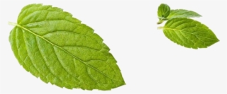 Leaf Peppermint Green Transprent Png Free Download - Swamp Birch - Free ...