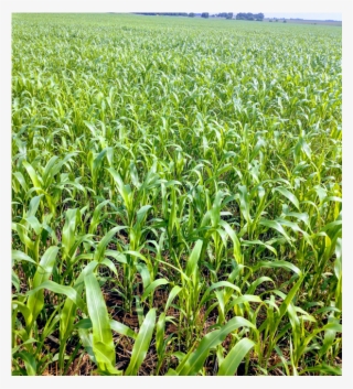 Wheat Plant PNG, Transparent Wheat Plant PNG Image Free Download - PNGkey