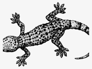 Drawn Lizard Transparent - Mark Making Worksheets - Free Transparent ...