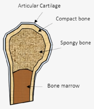 Schematic Representation Of Bone Structure - Diagram - Free Transparent ...