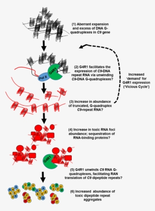 Rna PNG, Transparent Rna PNG Image Free Download - PNGkey