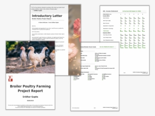 Broiler Farming Project Report Pdf - Chicken - Free Transparent PNG ...