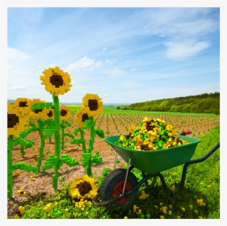 Pixar Render Farm - Field - Free Transparent PNG Download - PNGkey