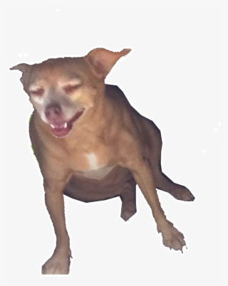 Laughing Doggo - Dog Yawns - Free Transparent PNG Download - PNGkey