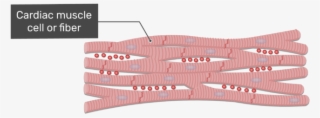 Labelled Image Of The Cardiac Muscle Cell Of Fiber - Intercalated Discs ...