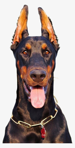 Doberman With Tongue Hanging Out - Doberman Face Png Transparent - Free ...
