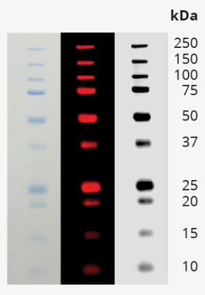 Odyssey One-color Marker - Licor 928 40000 - Free Transparent PNG ...