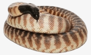 Free Png Download Black Headed Python Png Images Background - Python ...