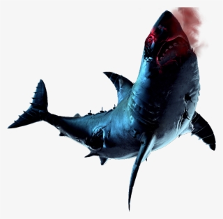 Greetings - Specimen 8 Great White - Free Transparent PNG Download - PNGkey