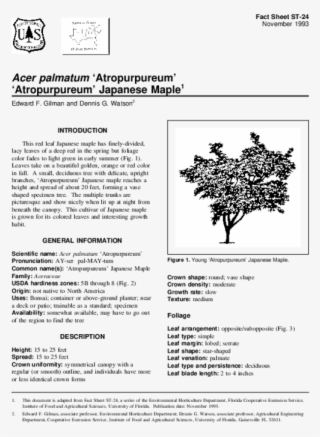 Pdf - Tree - Free Transparent PNG Download - PNGkey